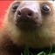Watch: Baby sloths cry for a cuddle partner