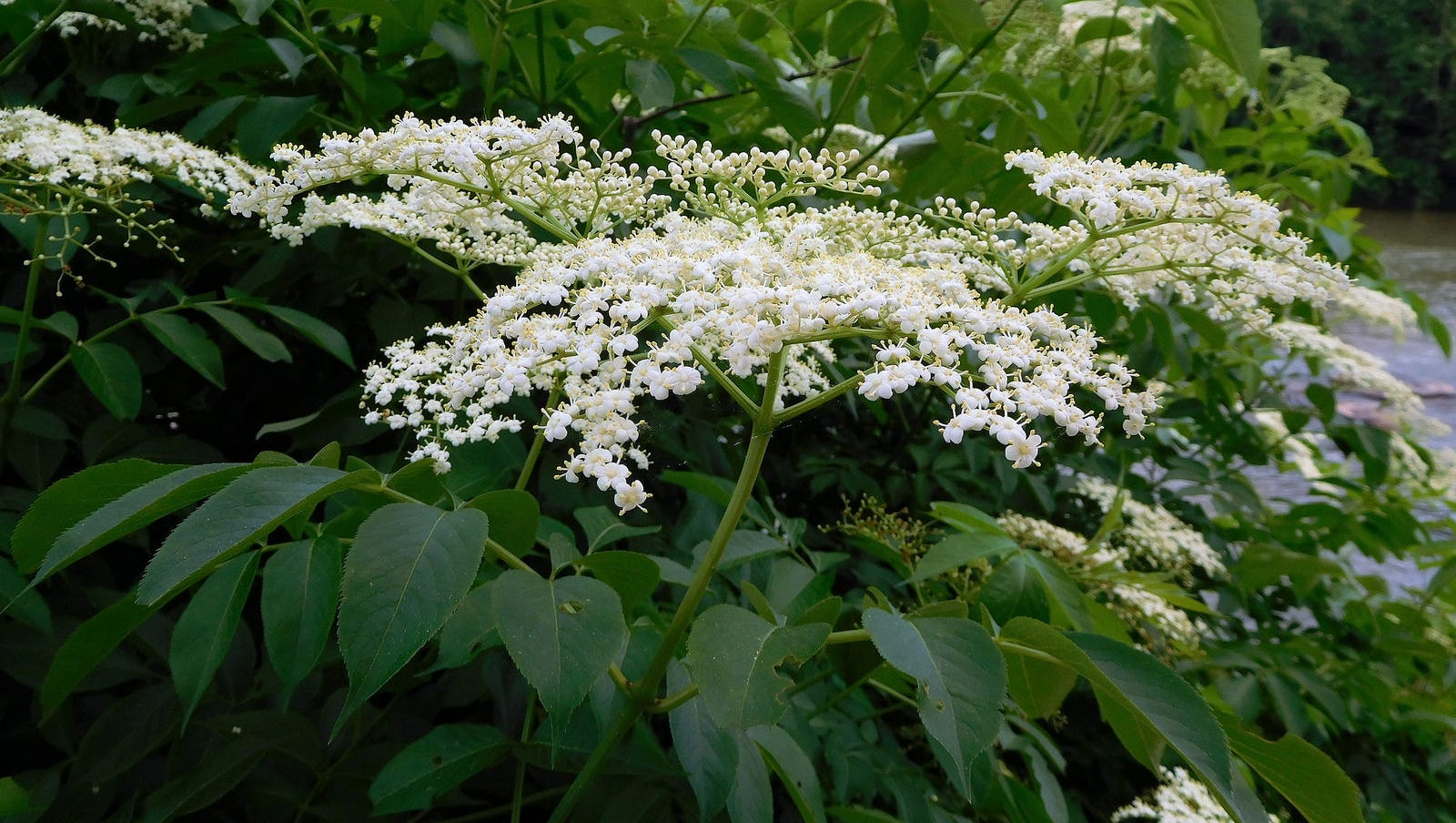 Common Elderberry Thrives In A Thicket common-elderberry-thrives-in-a-thicket