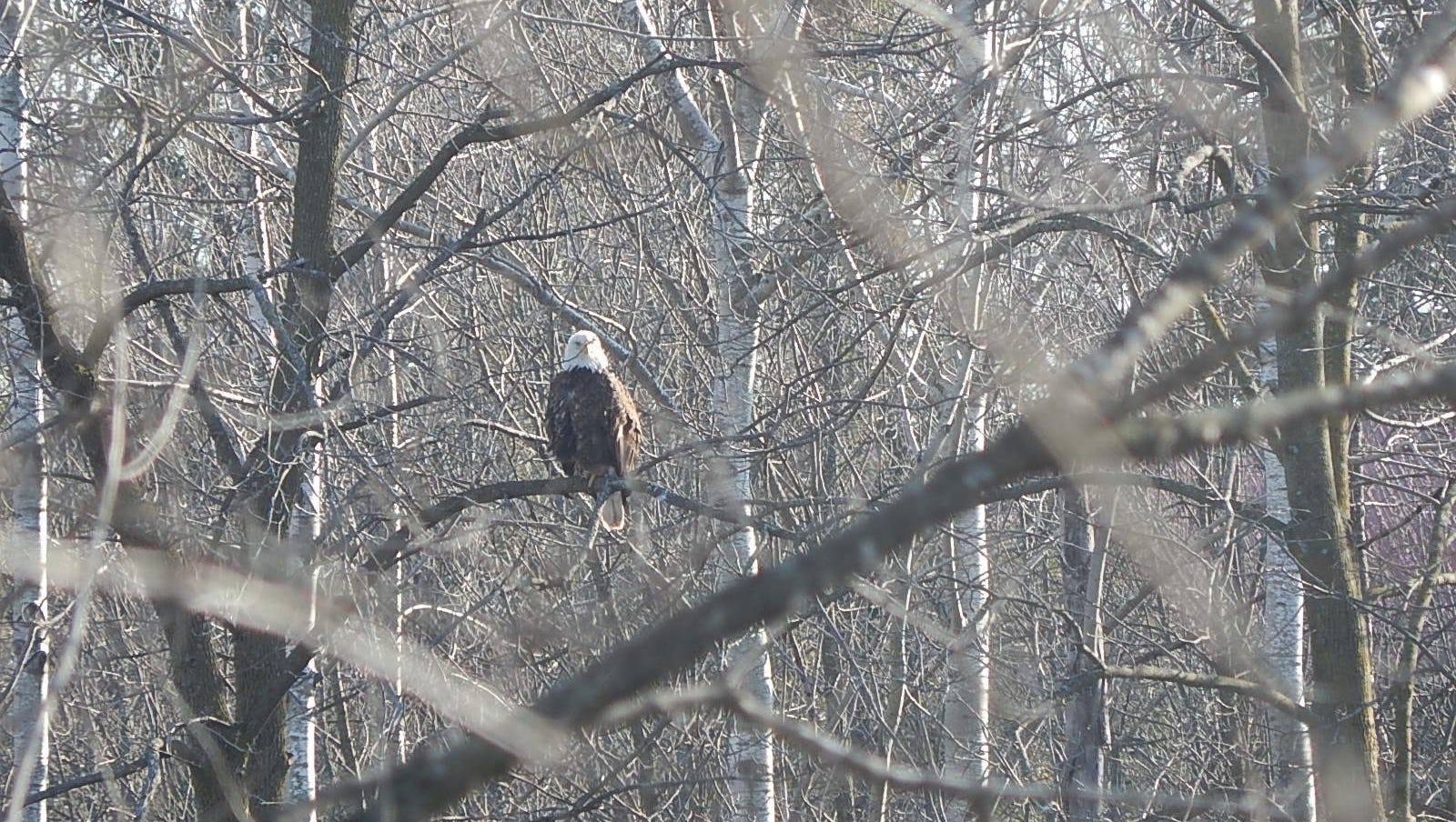 Manitowoc County bald eagle shooting: Reward now $5,000
