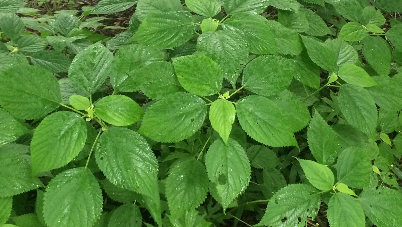 Common skin-irritating plants to avoid