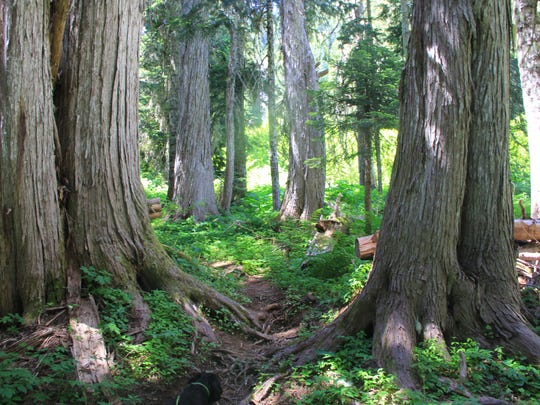 10 hikes in Oregon for giant and bizarre old-growth forest