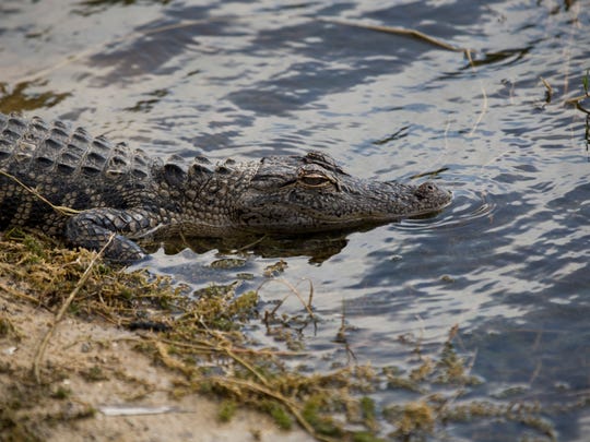 11 places to see alligators in Southwest Florida