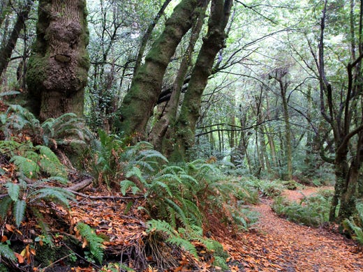 Oregon Myrtle Tree Trail near Gold Beach offers epic old-growth