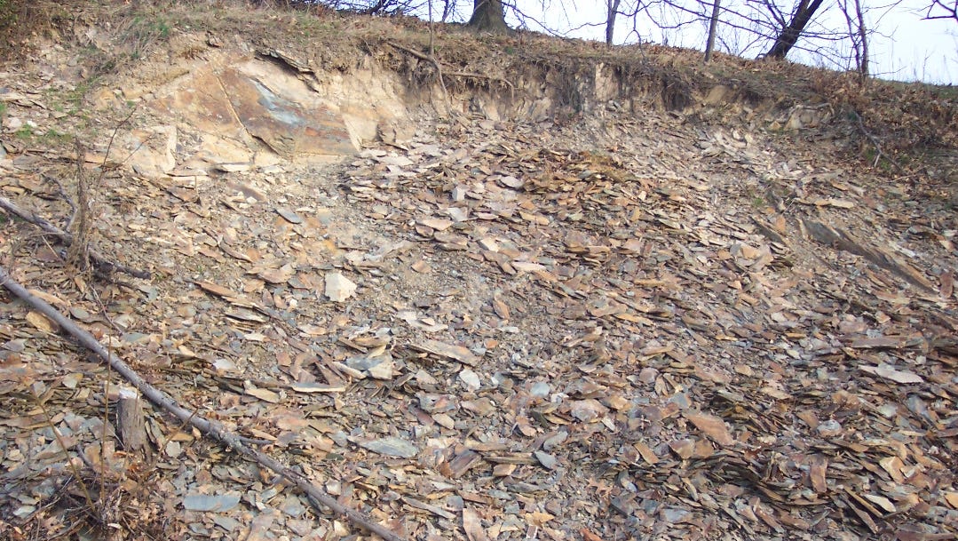 Dig into the most fossiliferous formation in southeastern Pa.