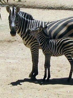 35 baby animals at Wildlife World Zoo