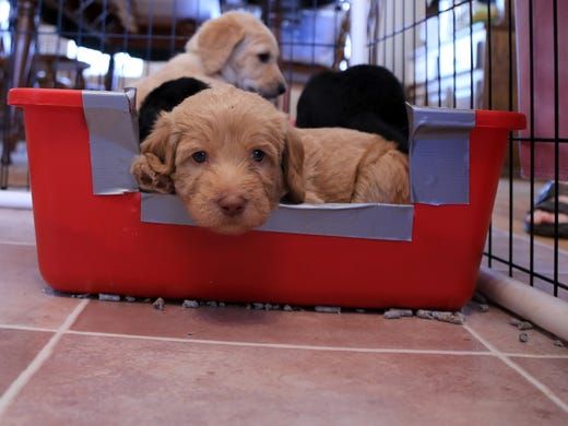 Puppy love: Local woman trains service dogs
