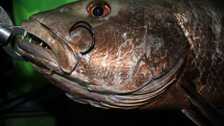 Cubera snapper is the biggest in Florida and a favorite to catch