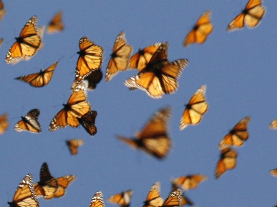 Butterfly swarm seen winging its way on weather radar