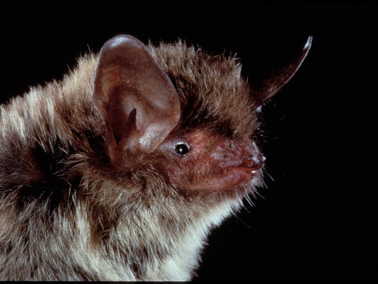 Northern long-eared bat given threatened status