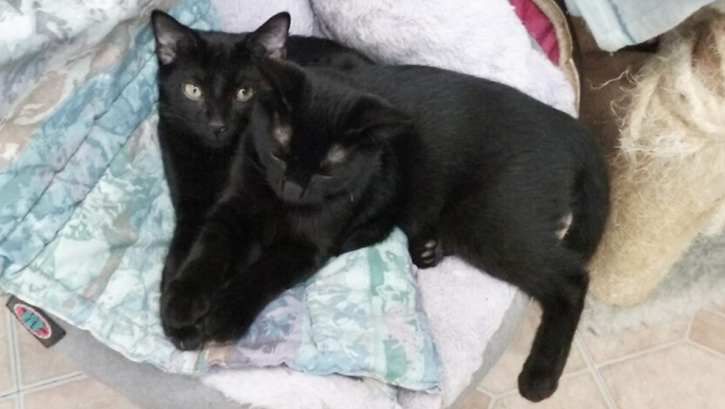 Danish couple adopts black cats from 4,800 miles away