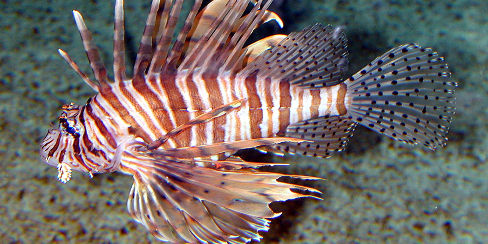 Lionfish import ban begins Friday