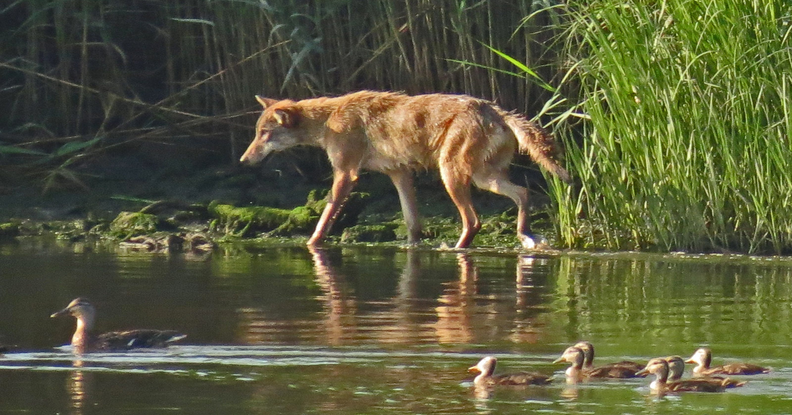 Letters Coyotes Are Dangerous And Need To Be Killed