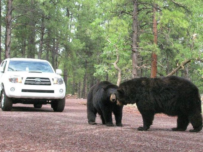 Bearizona wildlife park in Williams, AZ