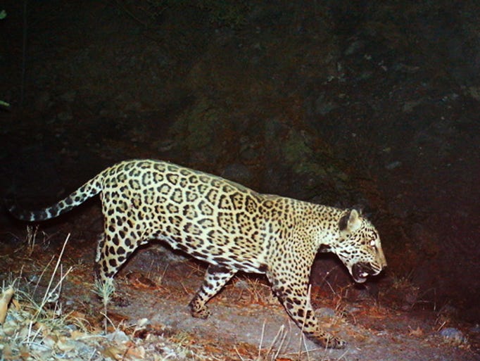 18 famous animals from Arizona