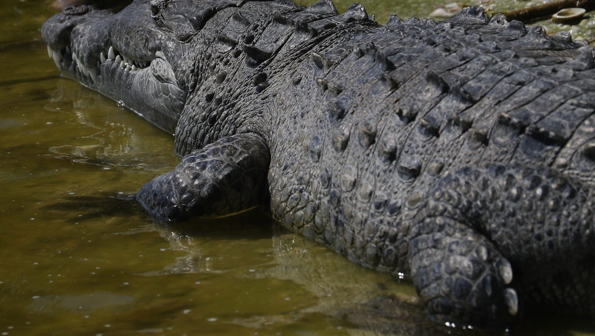 Crocodile makes rare appearance at Sanibel Island Golf Club