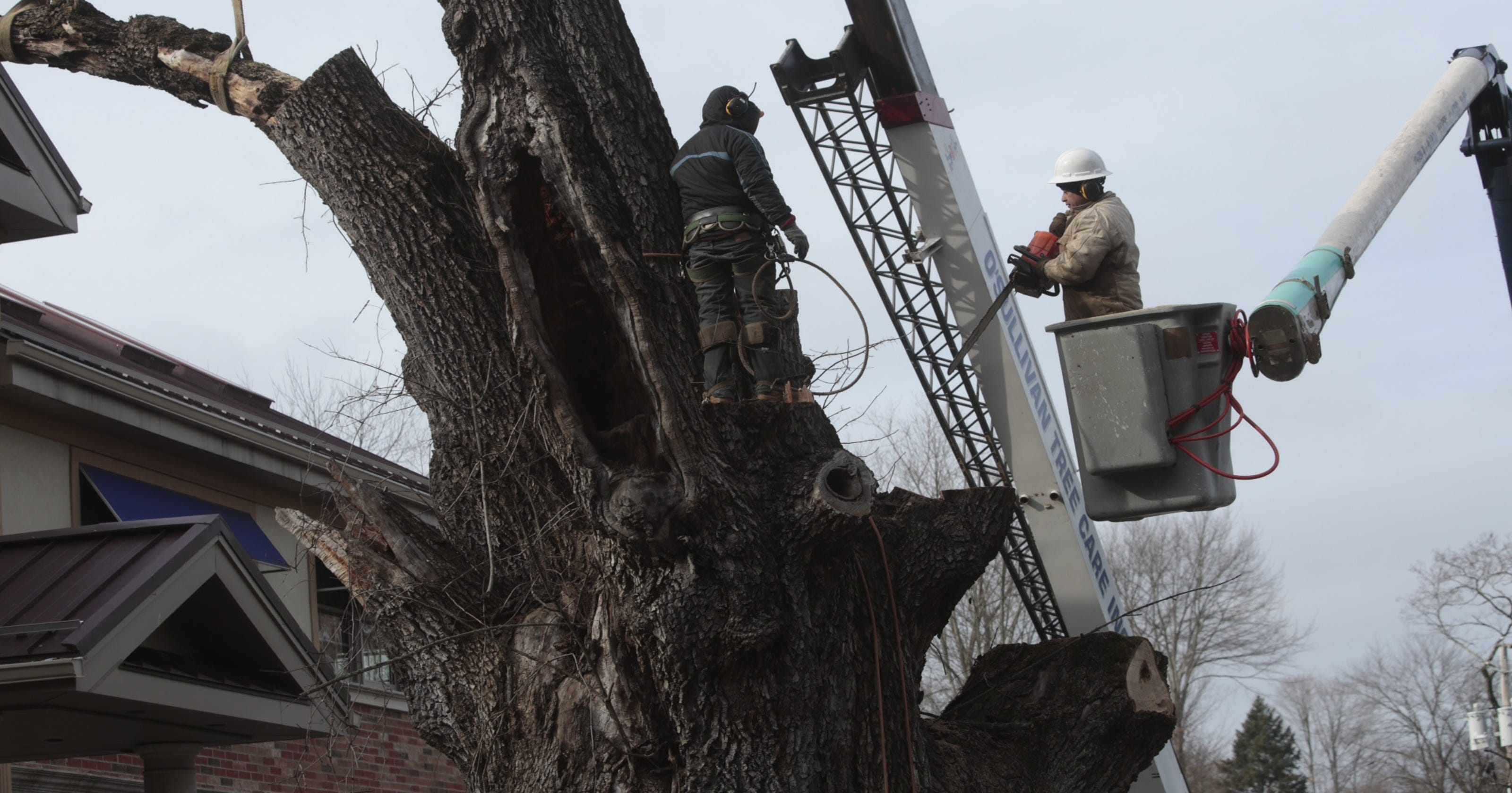 Rockland's oldest, biggest tree cut down