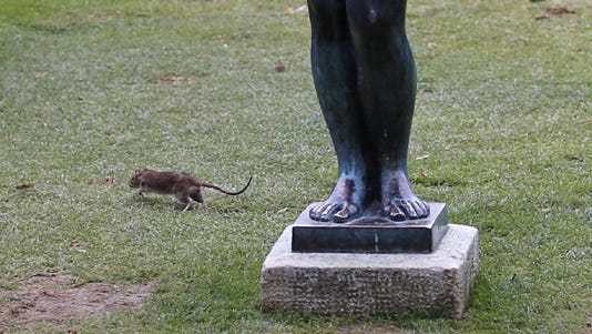 Elegant Louvre Garden infested with rats