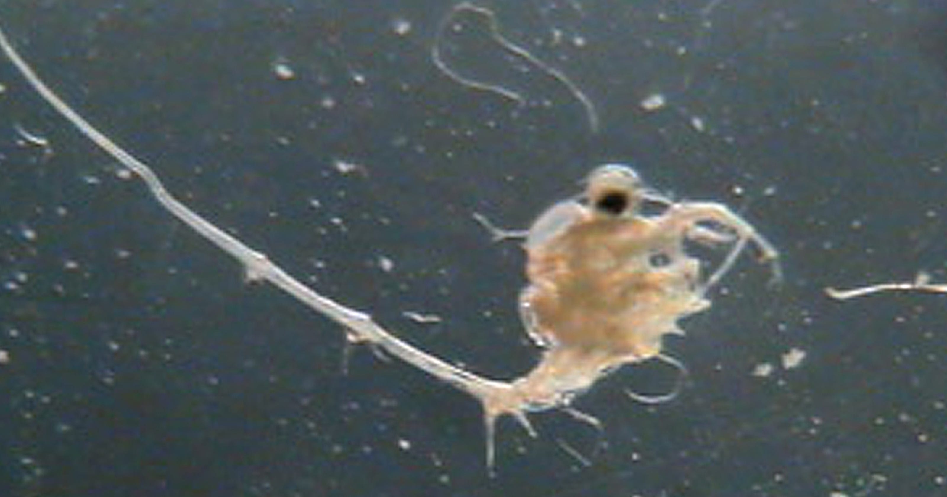 Farewell poor water flea, killed by IP! | Andy Marlette