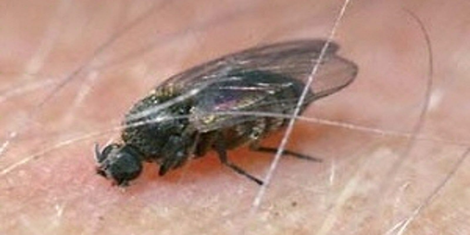 Biting fly abatement plan rejected