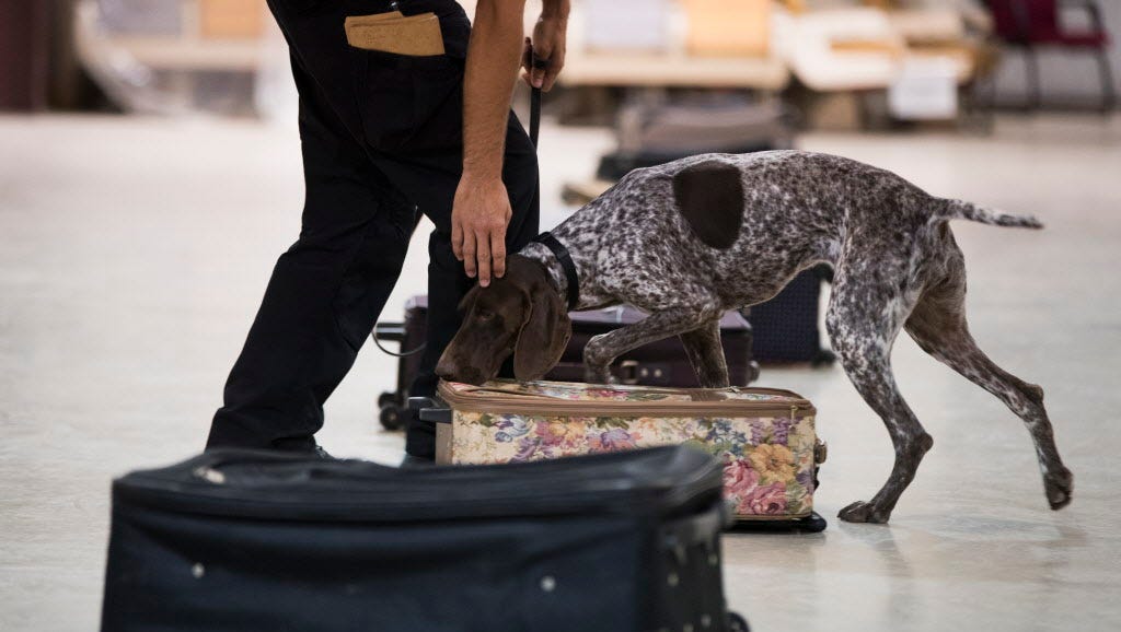 What Are Tsa Dogs Trained For