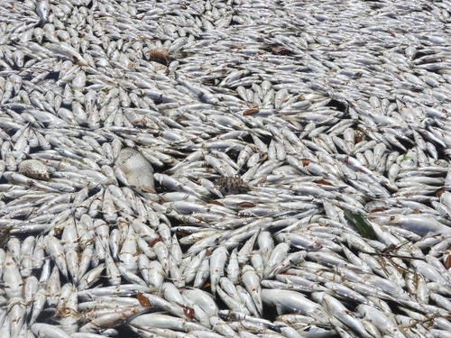Brevard County fish kill sparked by ‘brown tide’ reaching to Sebastian