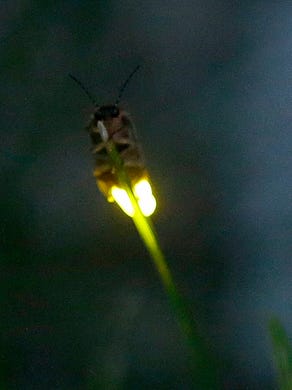 Fireflies turning on the lights — and each other