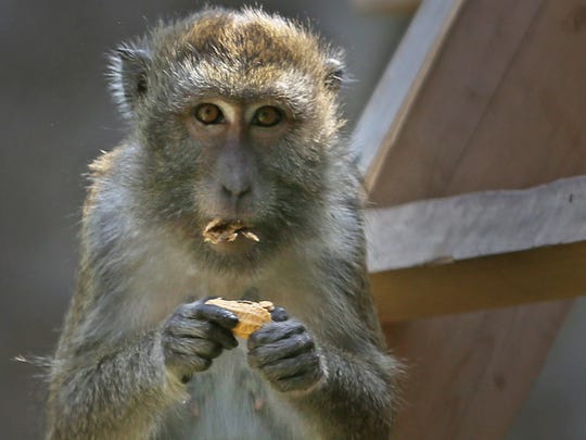 Macaque monkeys take over polar bear space in new exhibit at ...