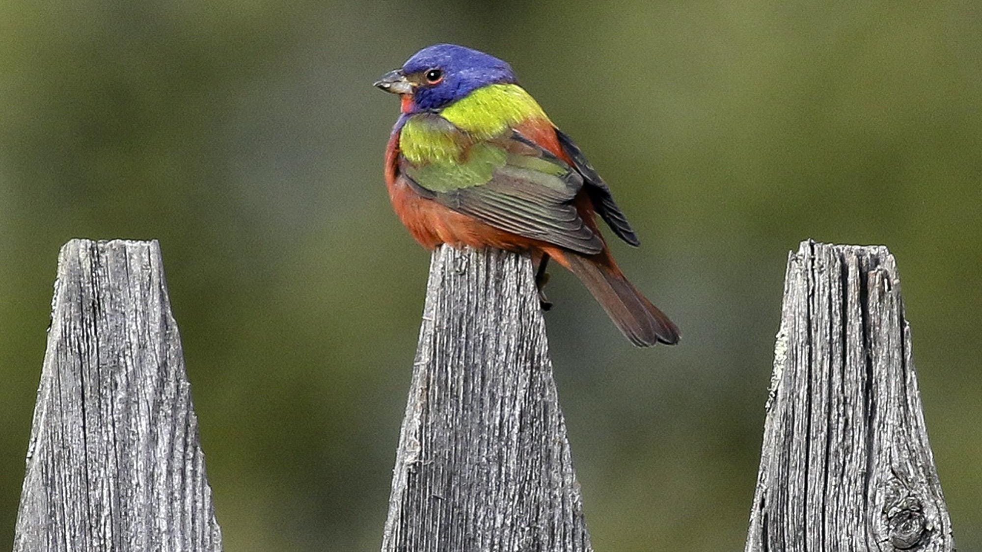 Rare ‘rainbow’ bird seen in Vermont