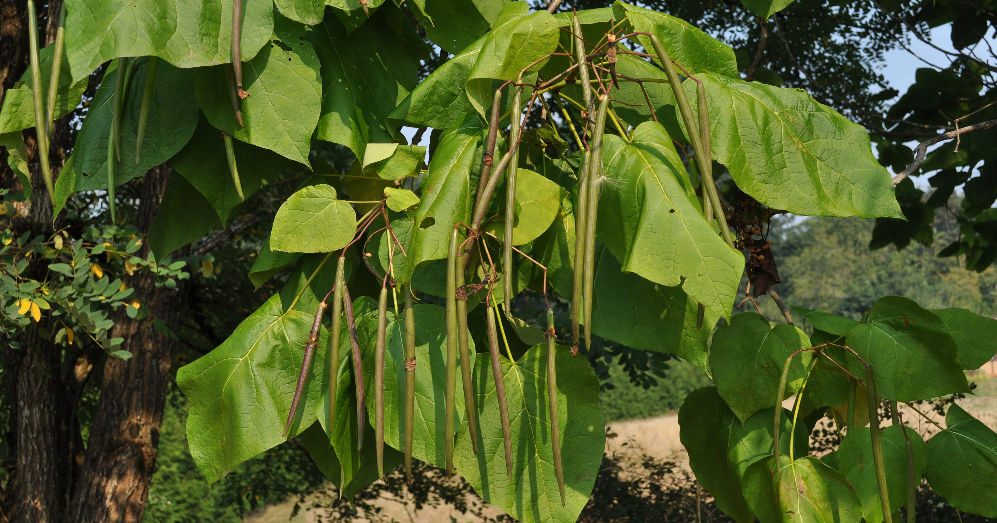 Dr. Dirt: Catalpa trees have large, heart-shaped leaves
