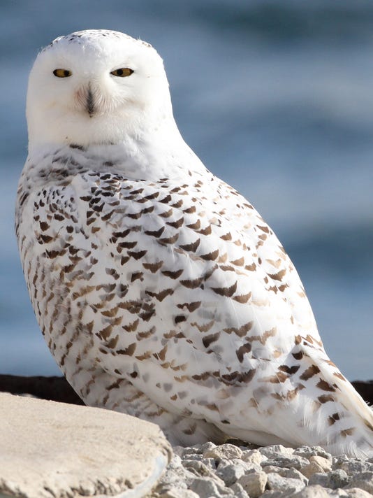The annual fall migration of snowy owls is underway in Wisconsin