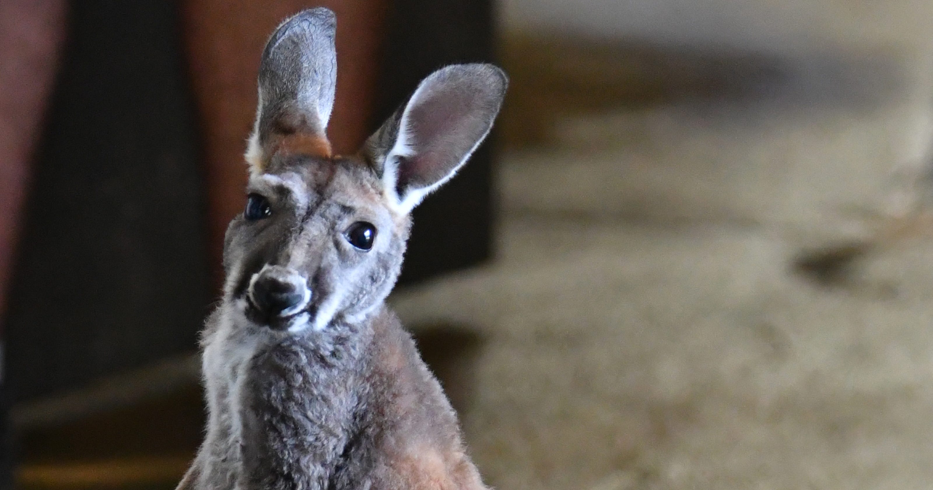 Kute! Kangaroos, Komodo dragons are new at Brevard Zoo