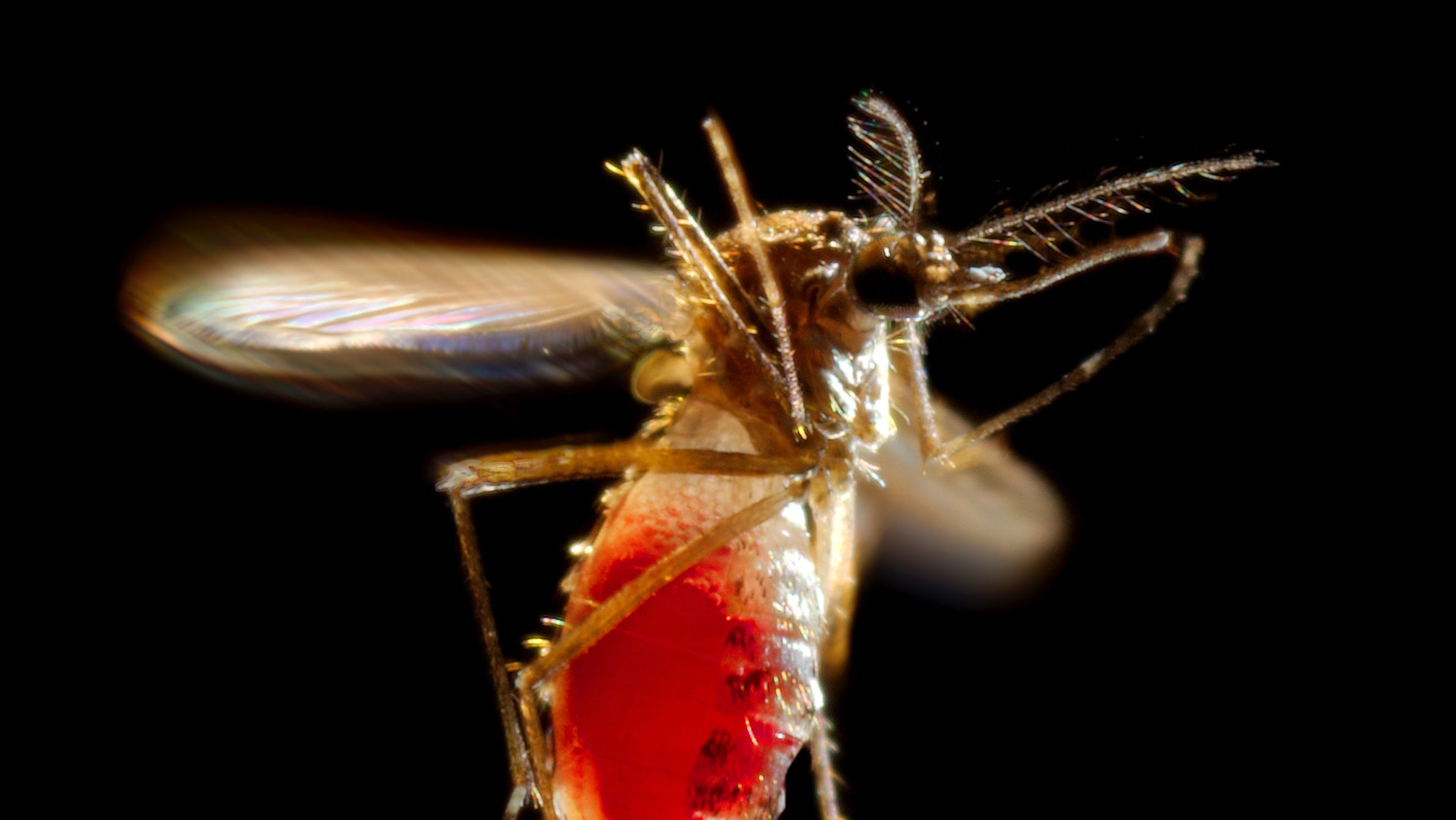 Texas county reports chikungunya-positive mosquito