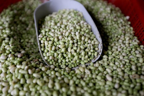 the-queen-pea-lady-legume-prized-as-fairest-of-the-field