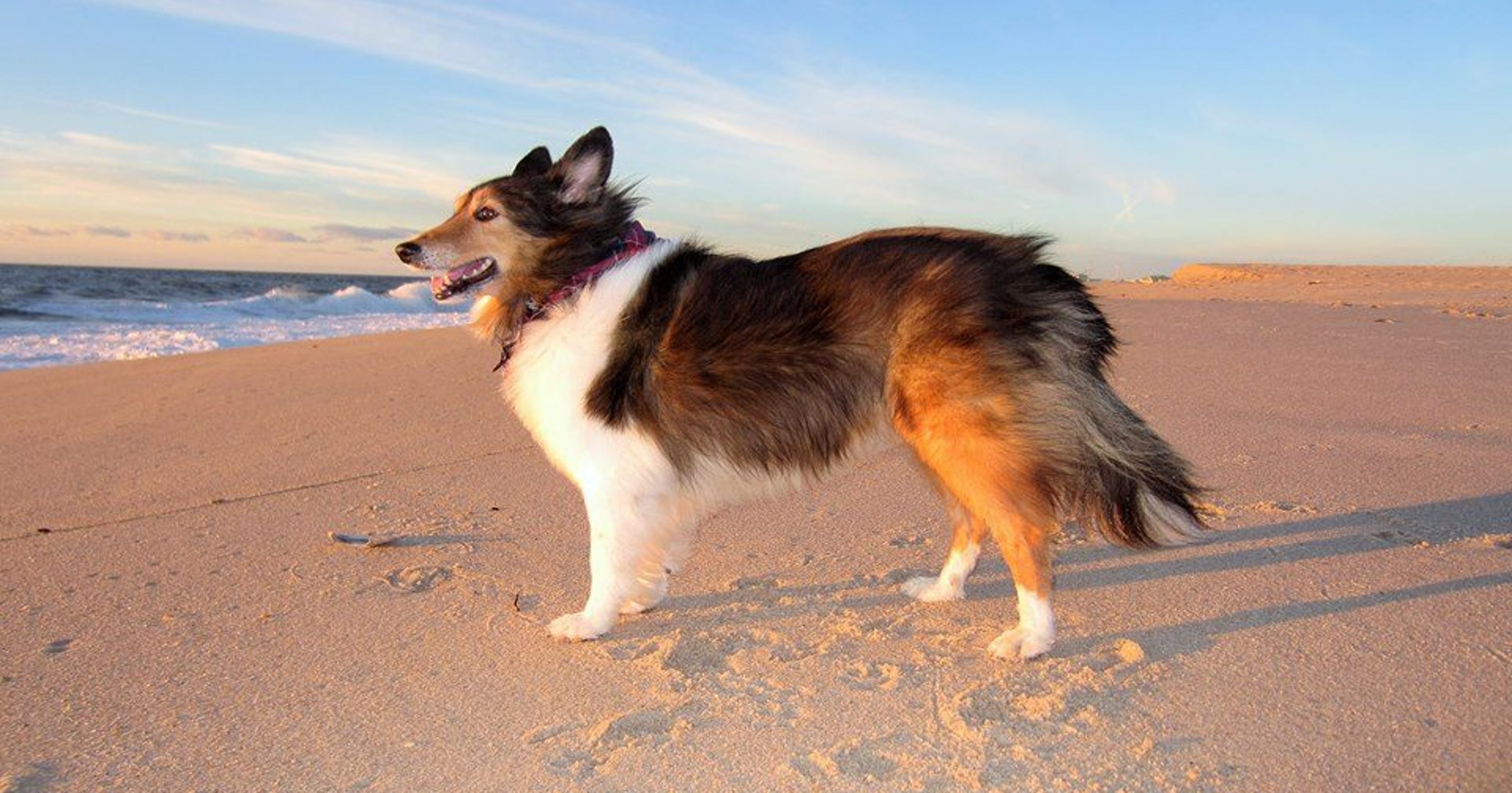 Polly the therapy dog retires at age 16