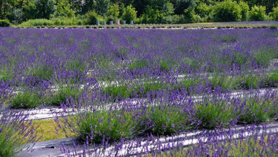 Lavender takes center stage this month; learn how to grow your own