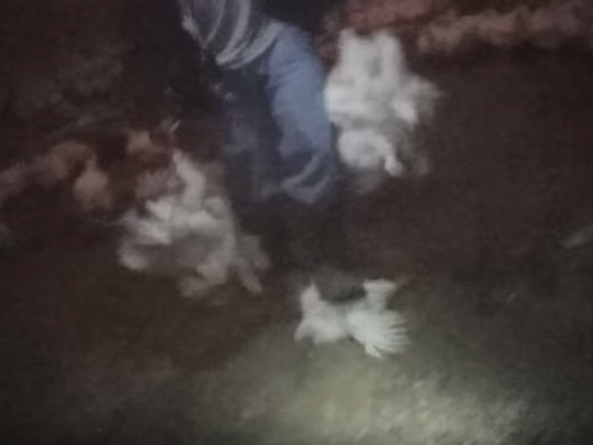 N.C. poultry worker arrested after video shows him stomping, throwing ...