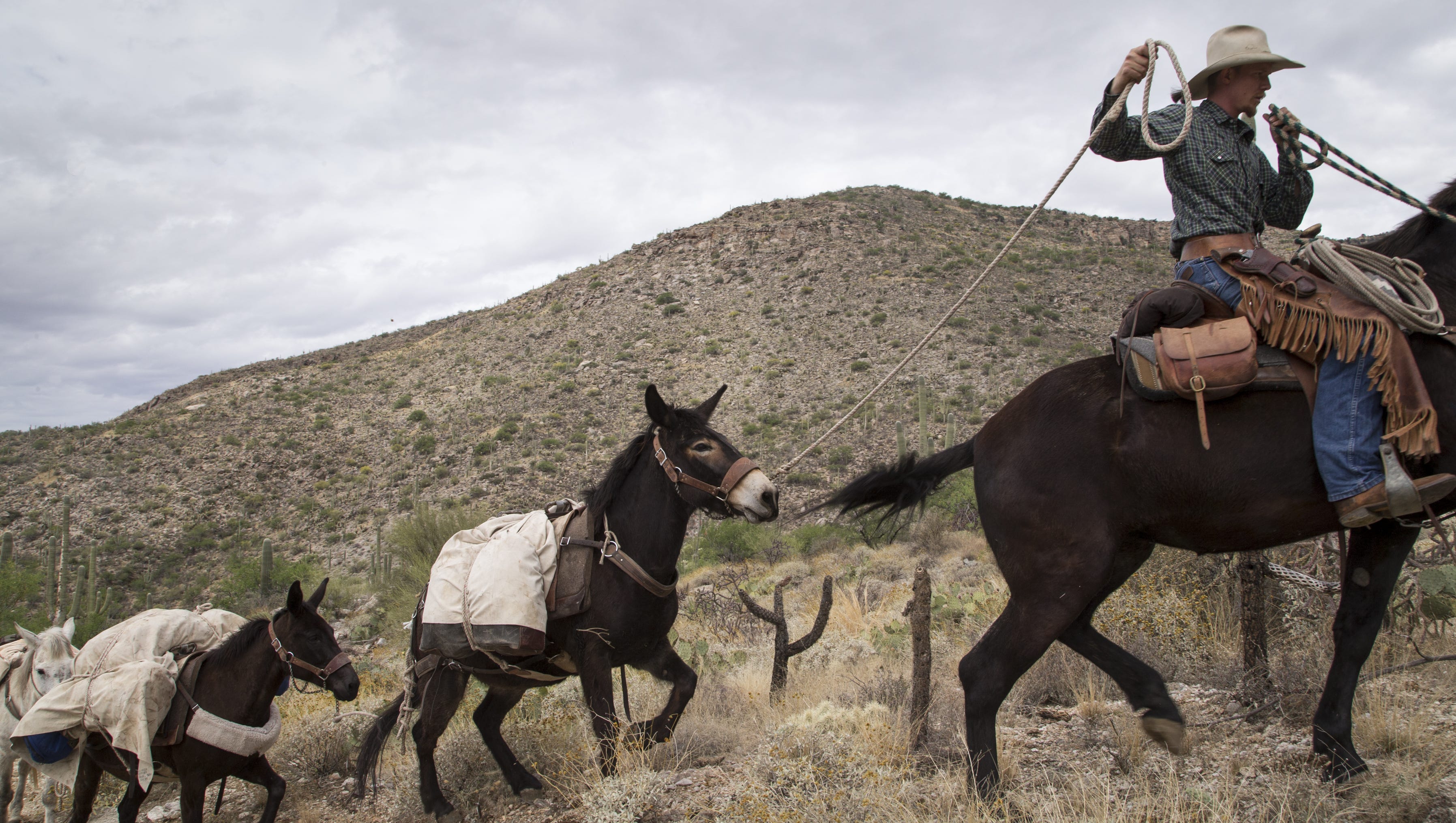 Beasts of burden: Skittish mules vital to survival of Saguaro National Park