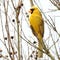 Yellow cardinal: Rare bird spotted in Alabama