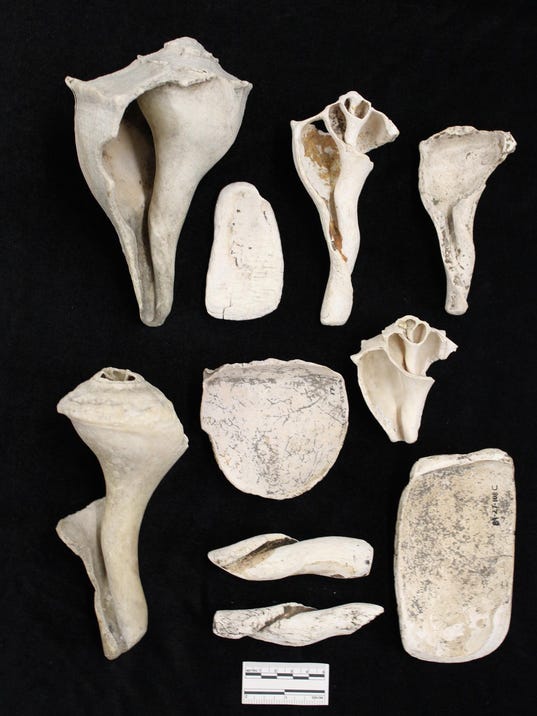 Common lightning whelk has extraordinary history