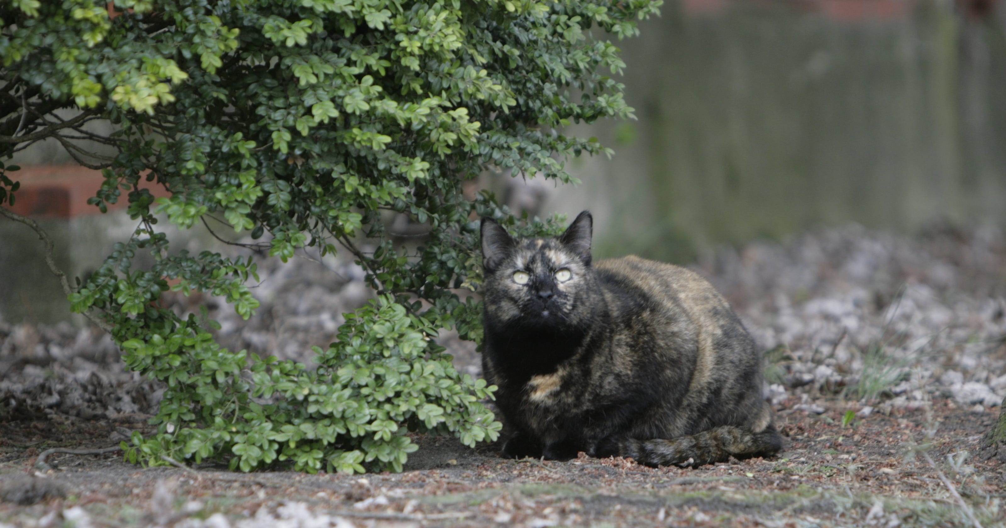 Cats kill up to 3.7B birds annually