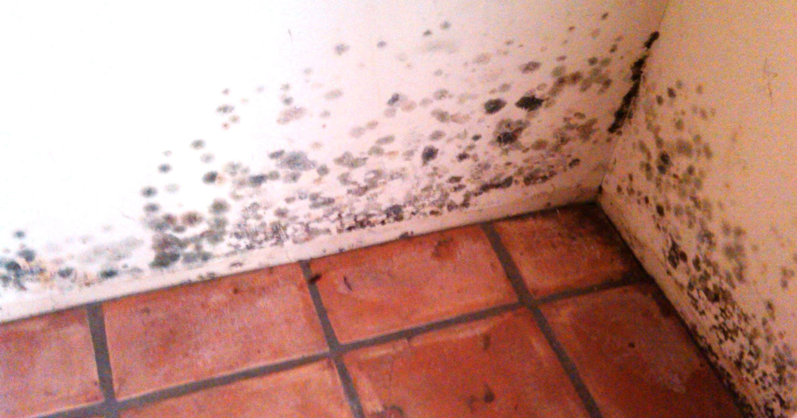 4 house problems that could be toxic if not fixed