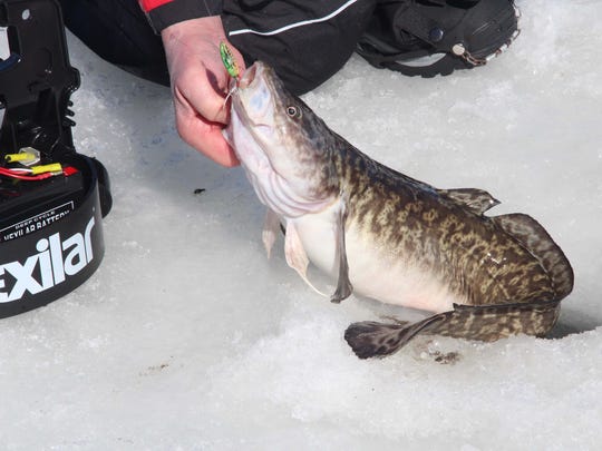 Smith: Burbot, native to Great Lakes, is a fish worthy of respect