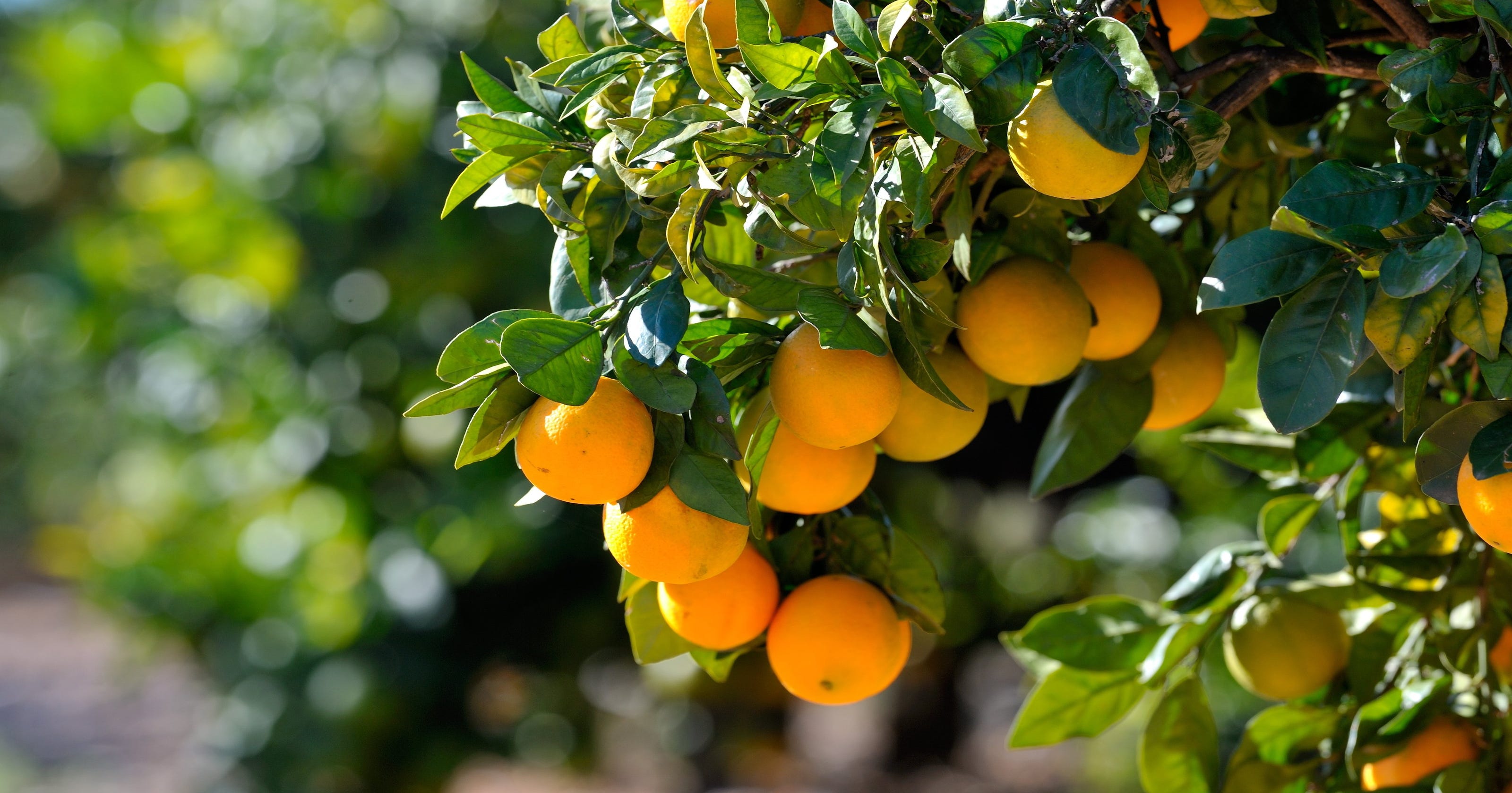 Florida's citrus forecast; orange crop numbers steady; grapefruit ...