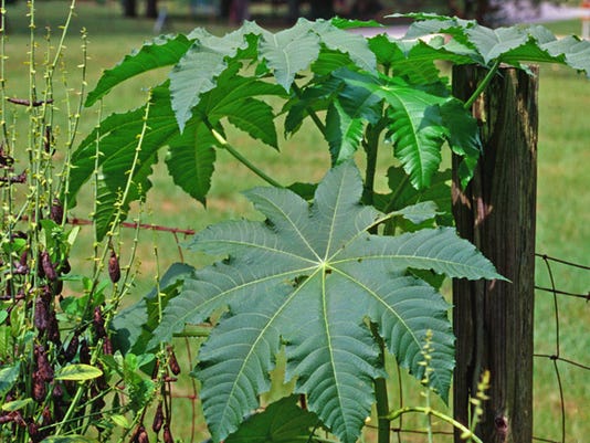 Castor bean plant has 'wow' factor