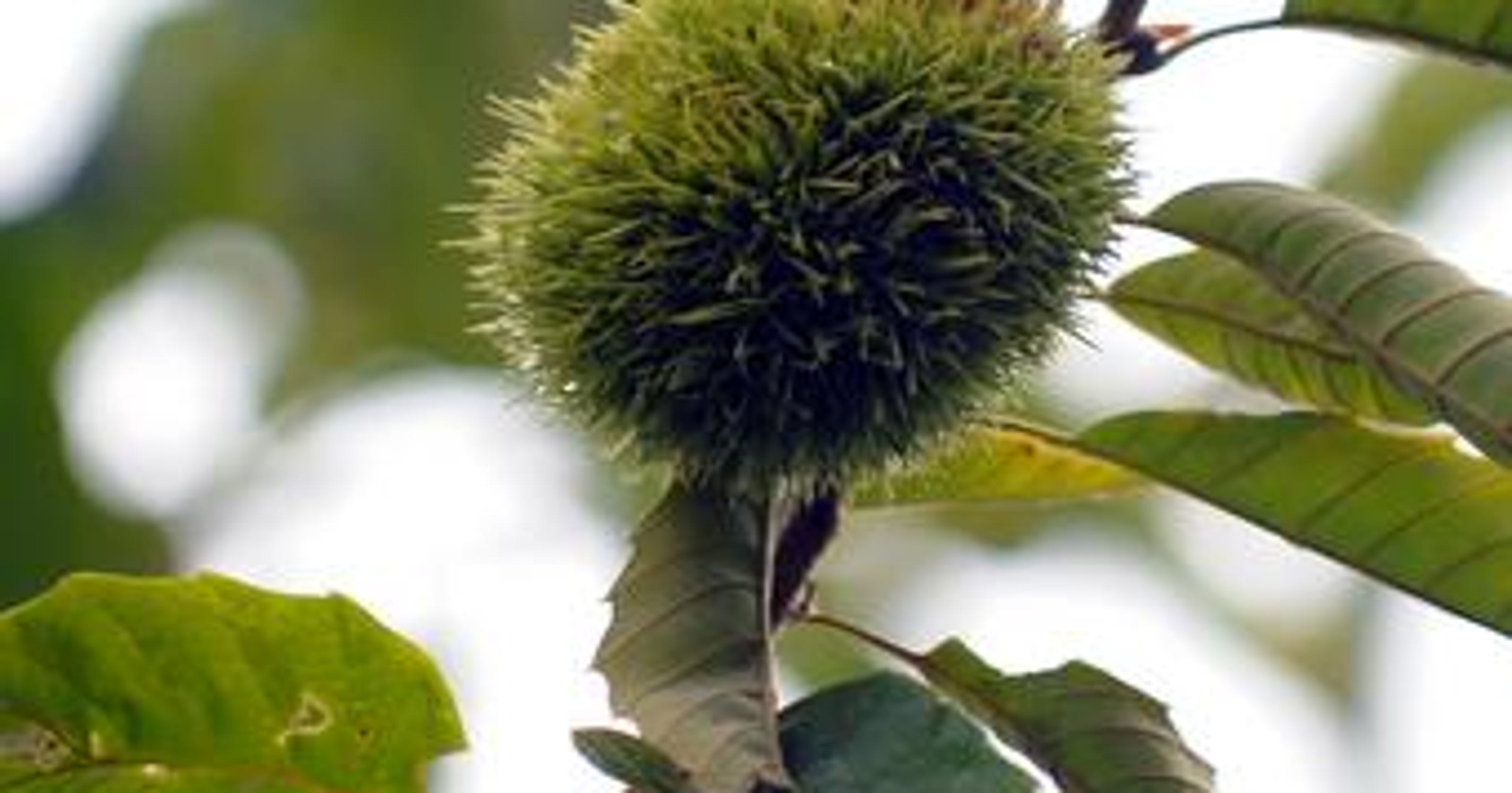 American chestnuts still in Virginia forests, but smaller
