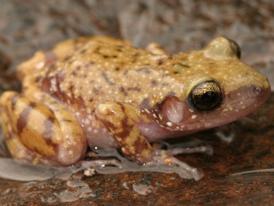 Wild About Texas: The spotted-chirping frog