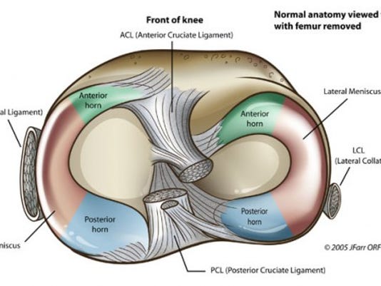The Injury Zone: Basic Anatomy and Function of the Meniscus