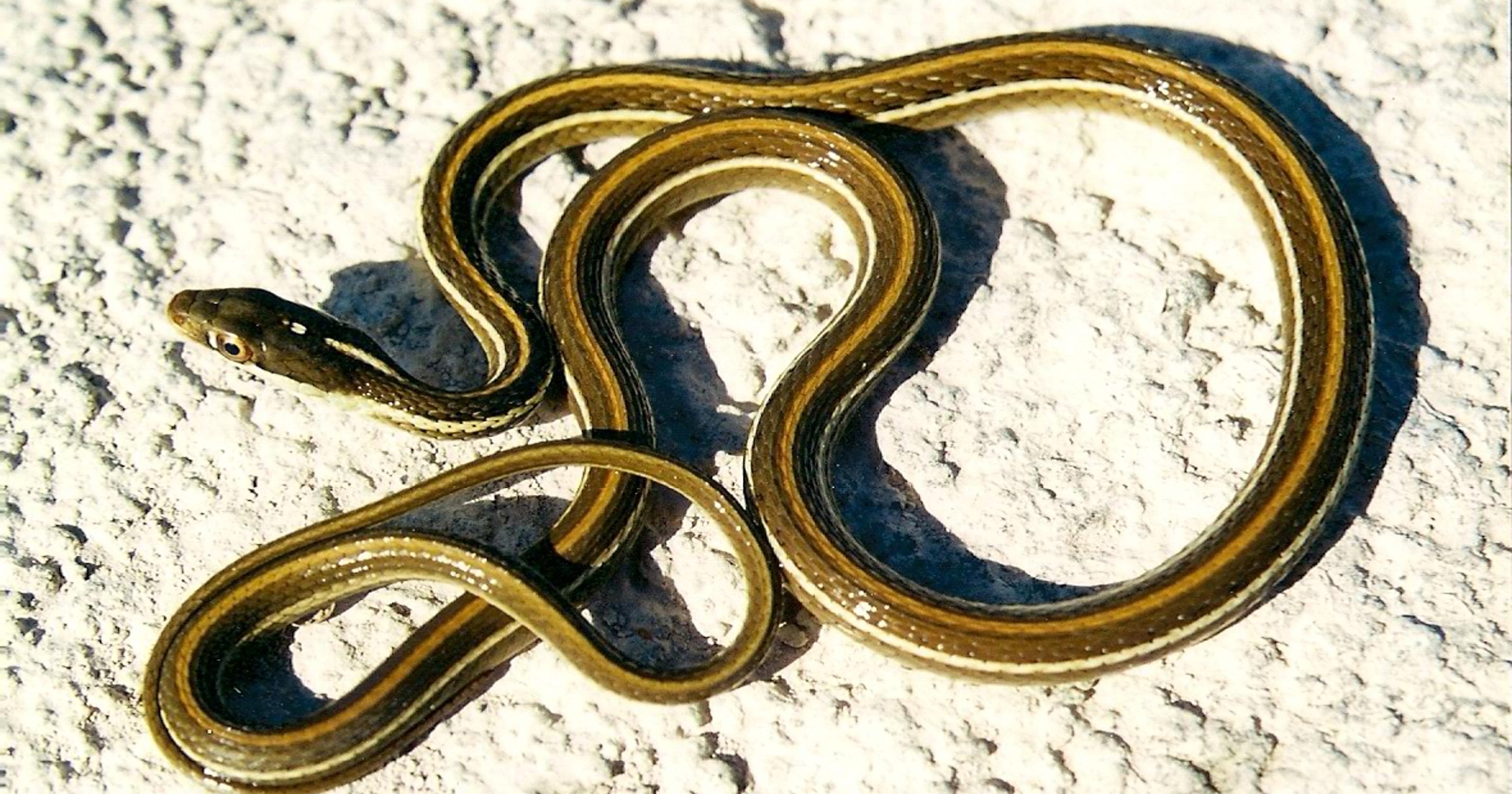Wild About Texas: Arid Land Ribbonsnake actually found near water