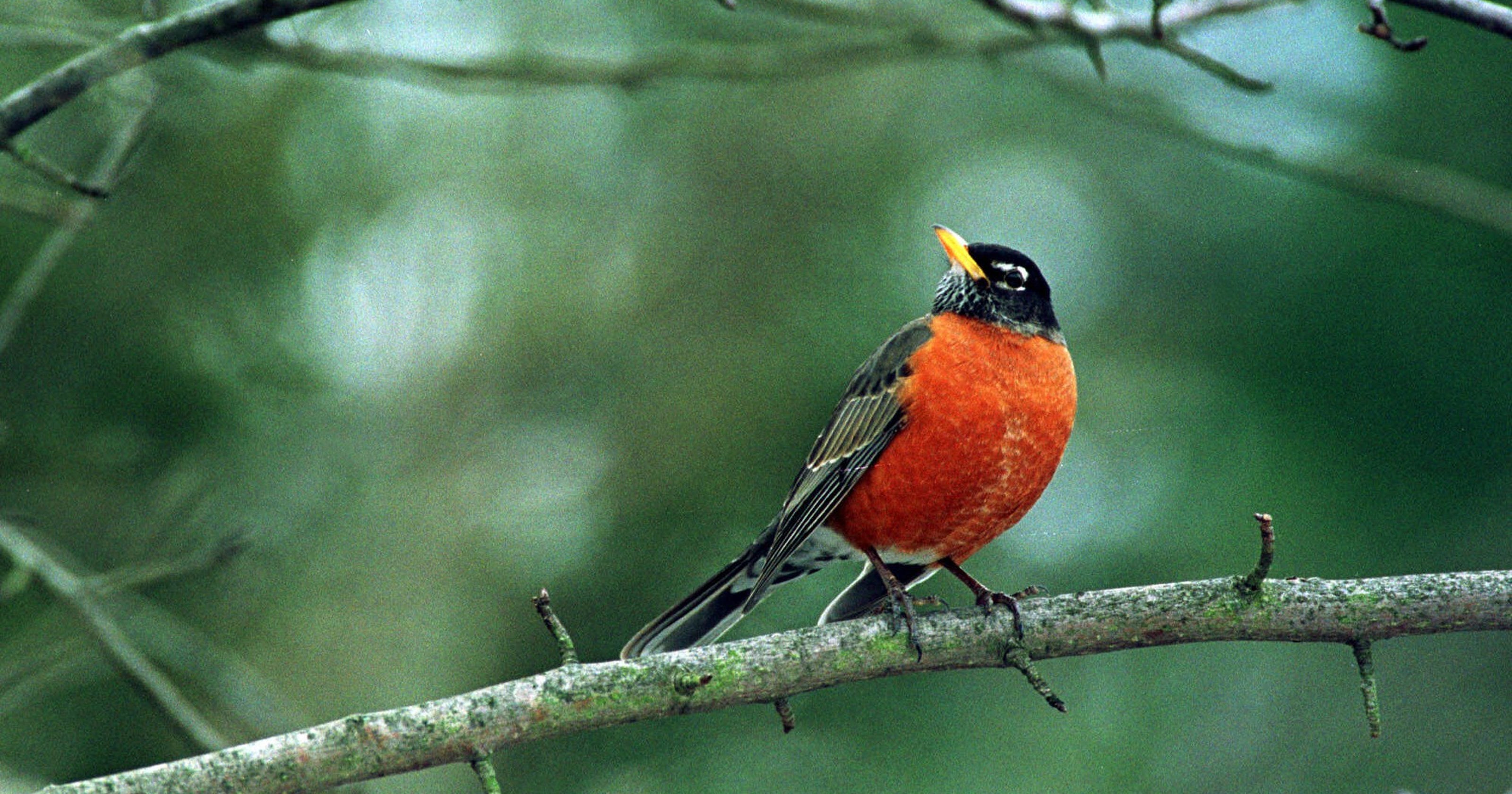 20 days till spring: Catch Michigan's bird migration