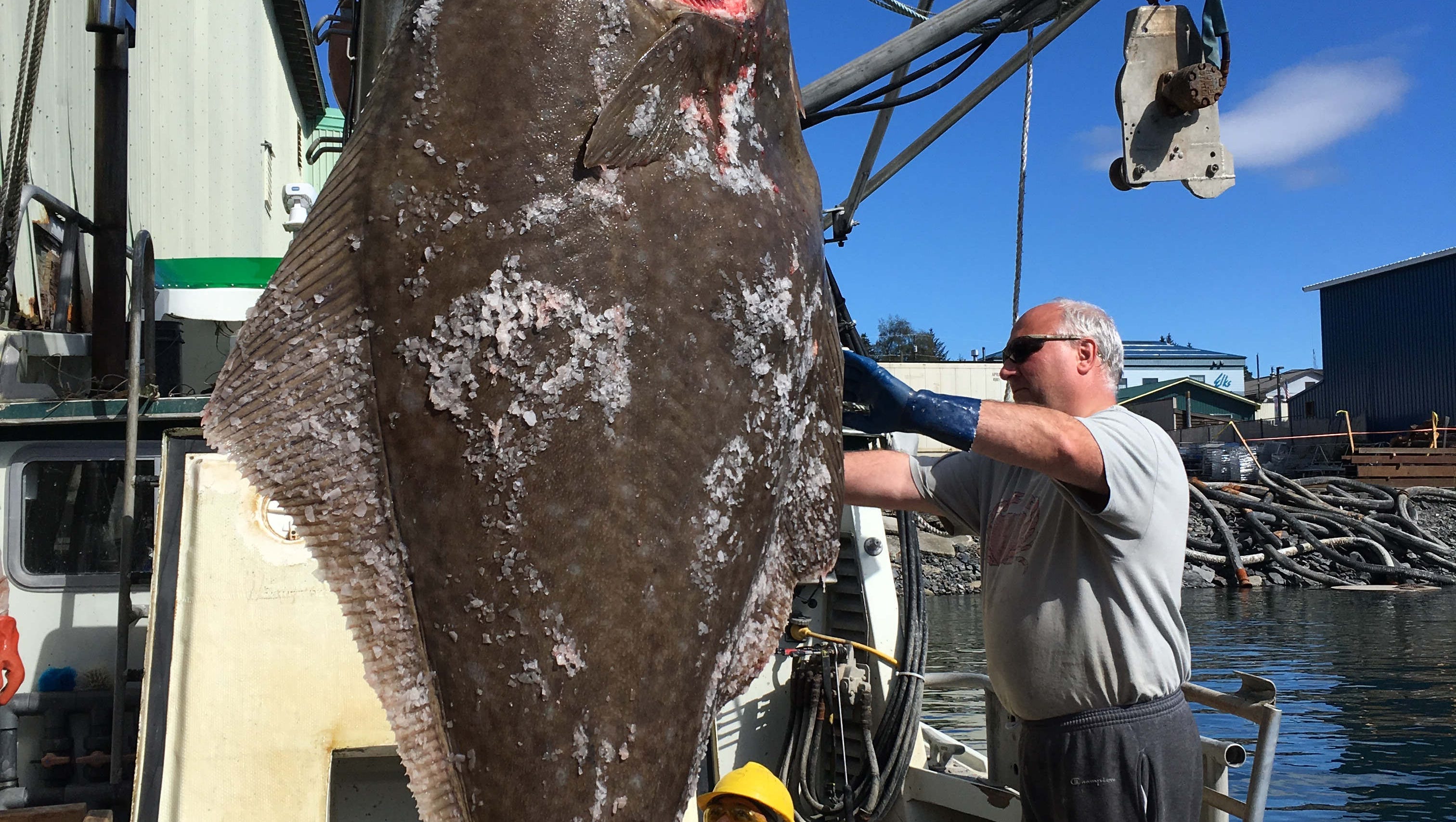 Alaska fishermen snag nearly 400-pound halibut